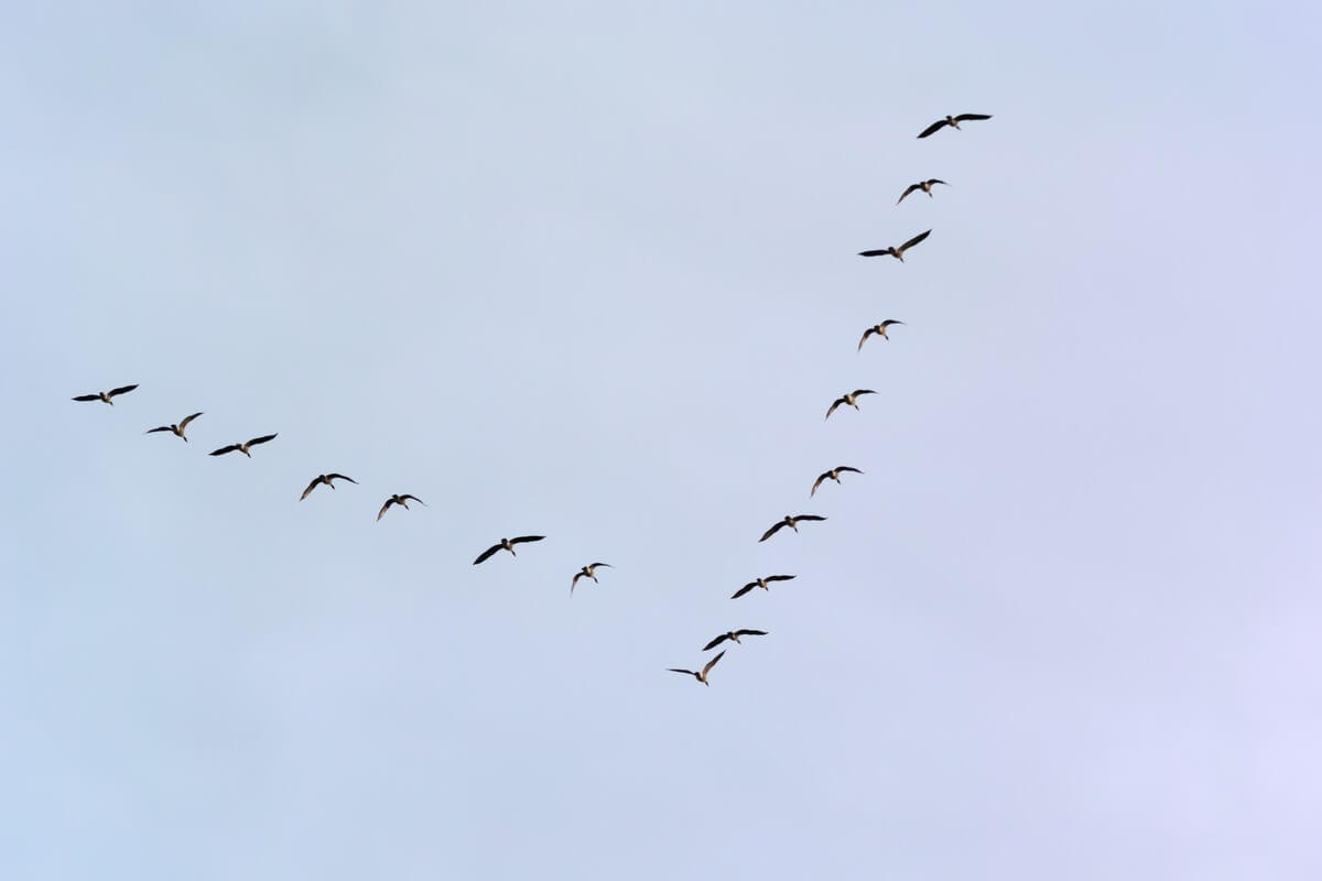 The Geese Collection – Julian Warrender Precious Metal Jewellery